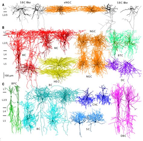 Notes On Neocortical Interneurons