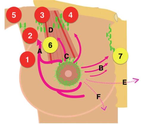 Lymphatic Drainage Of The Mammary Gland Lymph Nodes 1