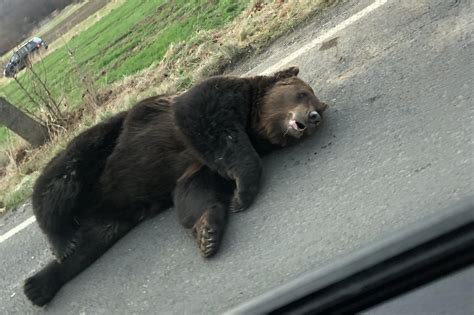 Фото Нападения Медведя На Дорожников —