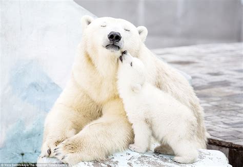 Heartwarming Love In The Freezing Cold A Polar Bear Mother Cuddles Up