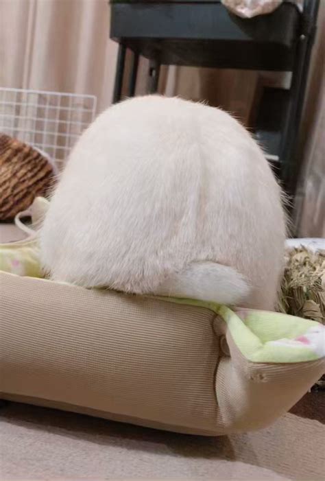 뭉먀HQ on Twitter RT chiyo ya00 我が家の大福です