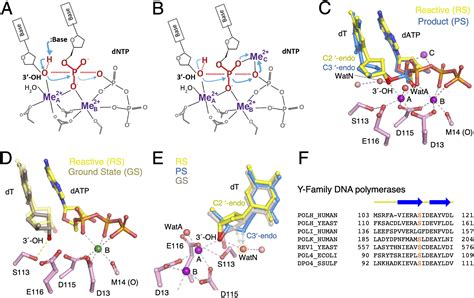 Hydroxyl Group Dna
