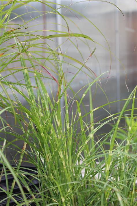 Miscanthus Little Zebra – Bosco's Garden Center