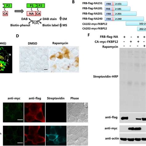 Pdf Optimizing The Fragment Complementation Of Apex2 For Detection Of Specific Protein Protein