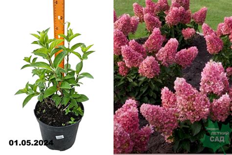 Гортензия метельчатая Пинки Промис (Hydrangea paniculata Pinky Promise ...