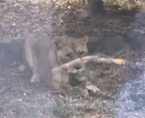 野生獼猴嬉戲誤墮高雄壽山動物園猛獸欄 慘遭母獅吞落肚 星島日報