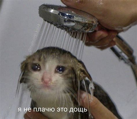 Кукуруза как у томакруза 🌽 On Twitter От себя шлю лучи благодарности