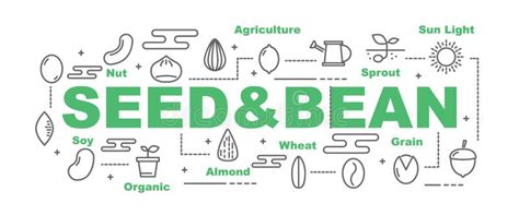 Seed And Bean Vector Banner Stock Vector Illustration Of Farm