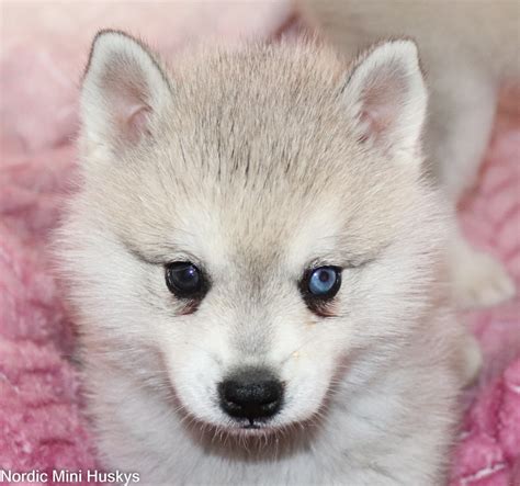 Faunas Fluffy Grey And White Girl Nordic Mini Huskys