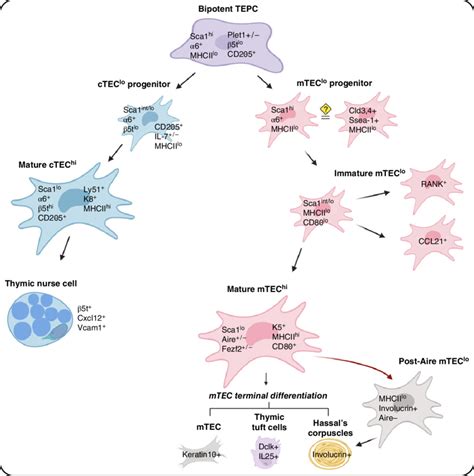 Tec Heterogeneity The Precise Phenotype Of Postnatal Bipotent Thymic