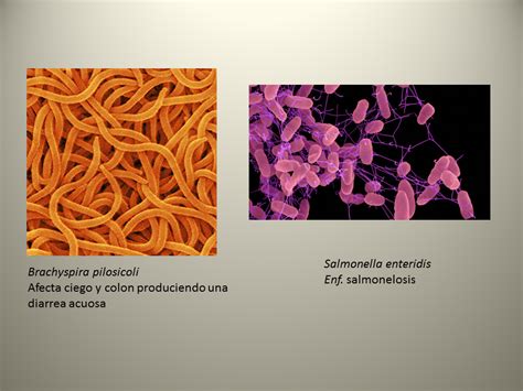 biología y geología ºbto Tema Principales grupos de seres vivos