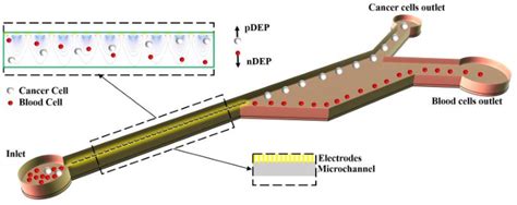Figure 1 From Novel Microfluidic Device For The Continuous Separation