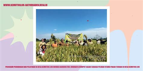 Budidaya Rumput Gajah Sebagai Pilihan Pakan Ternak Unggulan Kemutug