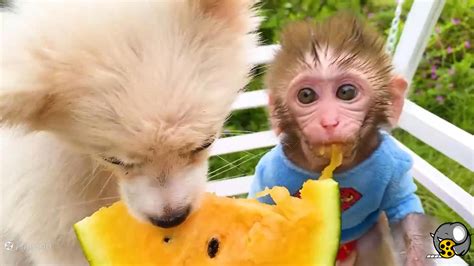 ویدئو کارتونی بچه میمون بازیگوش ماجراهای برداشت میوه در مزرعه بامزه فیلو