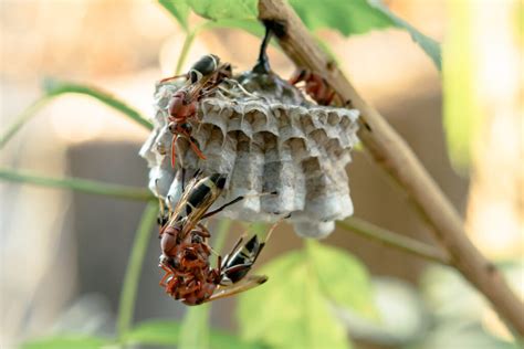How To Wasp Control Melbourne A Step By Step Guide