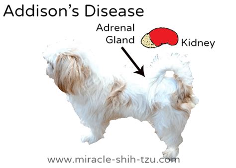 Is Addisons Disease In Dogs Fatal