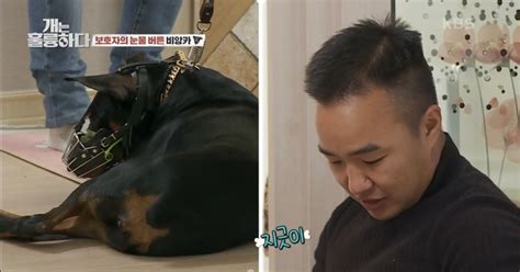 굳이 저런 개 키워야 해 좌절한 보호자 울린 강형욱 위로 개훌륭 어제tv