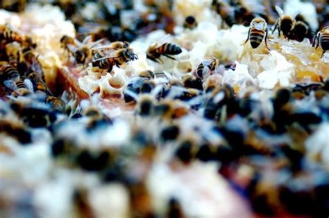 New Harvard Study Reveals Link Between Bee Colony Collapse Disorder And