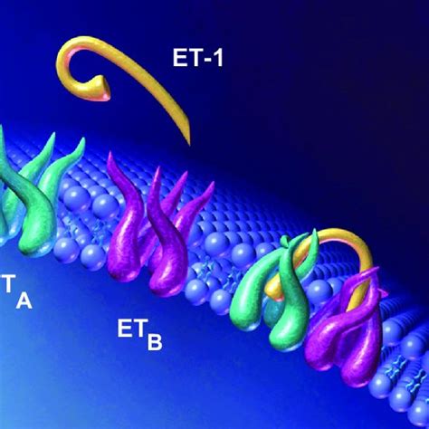 Heterodimerization Of G Coupled Protein Era A And Era B Receptors