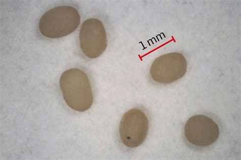 What You Need To Know About Grey Silverfish