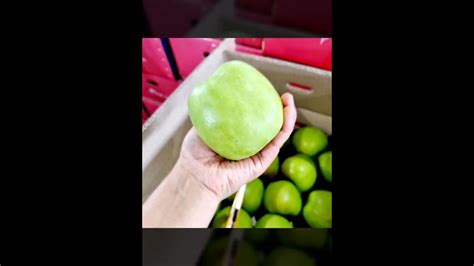 여름사과 썸머킹 썸머프린스 아오리사과 맛보면 헤어나올 수 없다 아오리사과 썸머킹 어서오세요 Youtube