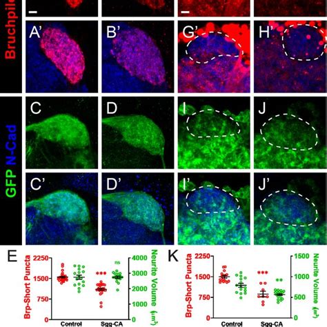 A Developmental Time Course Of Synapse Number And Neurite Volume In