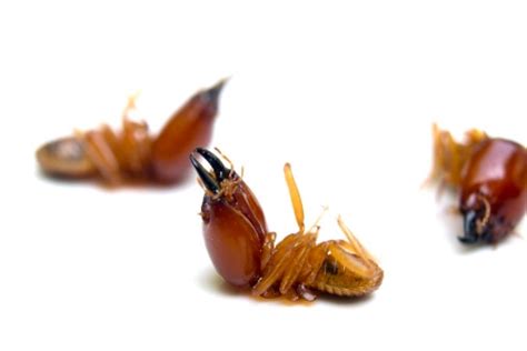 How Much Does Termite Treatment Cost In Melbourne