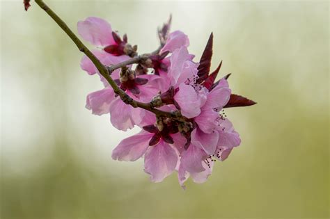 作品 春暖花开，百花争艳