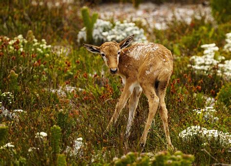Deel De Natuur