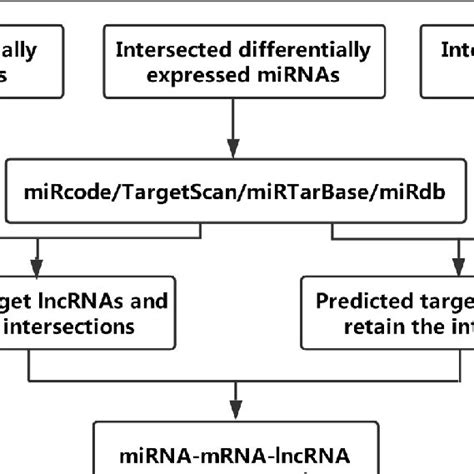 Flow Chart Of Construction Of Cerna Network Download Scientific Diagram