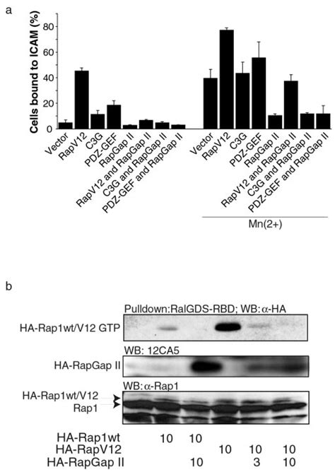 Inhibition Of Active Rap1 Induced Adhesion And Decrease Of Rapgtp