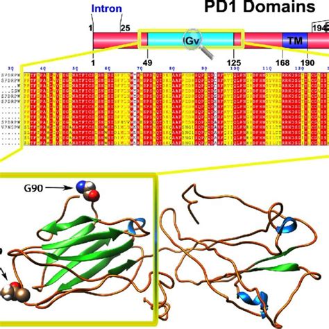 A Chromosomal Locations And Positively Selected Sites Of Pd1 Pdl1