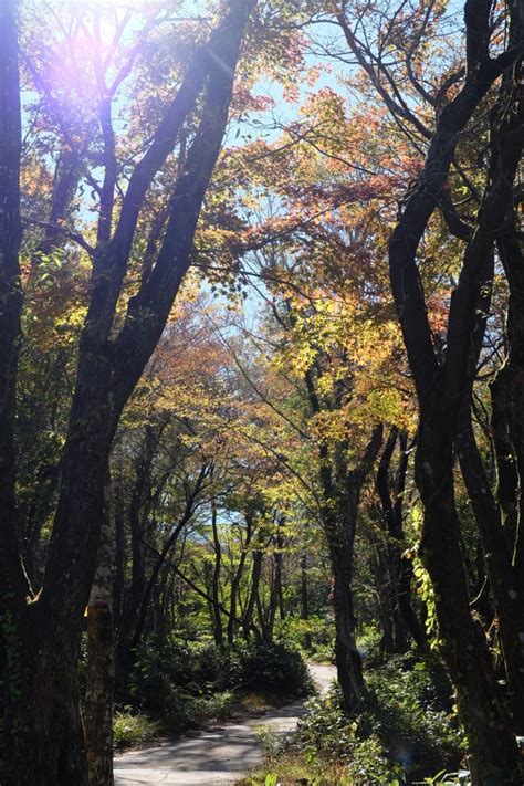 [제주오름] 제주 가을 걷기 좋은 단풍 명소 한대오름 네이버 블로그