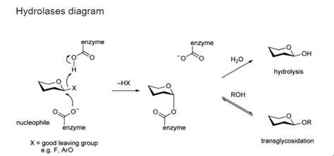 Hydrolysis Enzyme Example