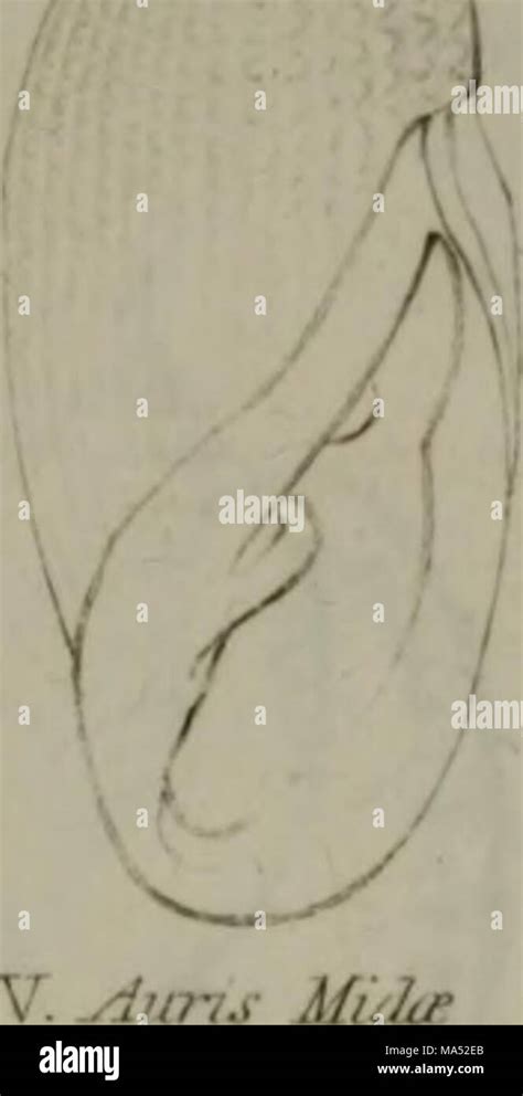 Elements Of Conchology According To The Linnean System Illustrated