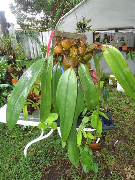 반전없이 생긴대로 사는 식물 오리광장 뉴덕