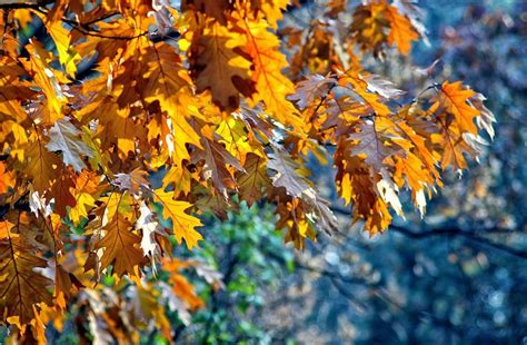 Защо листата на дърветата пожълтяват през есента