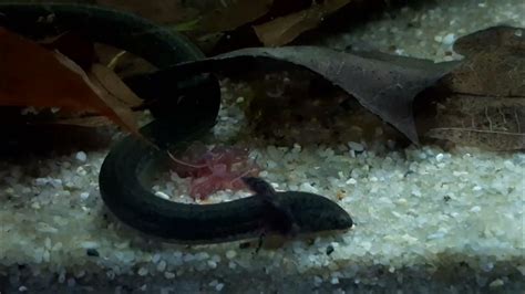 Pseudobranchus Striatus 9242 Youtube