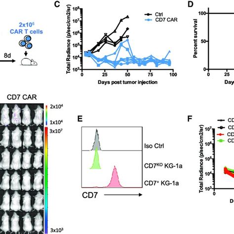Cd7 Car T Cells Are Protective In A Mouse Xenograft Model Of Aml A Download Scientific