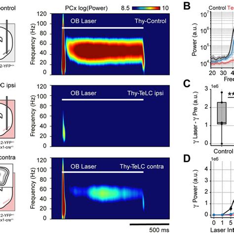 Piriform Recurrent Connections Are Necessary For Olfactory Bulb Ob