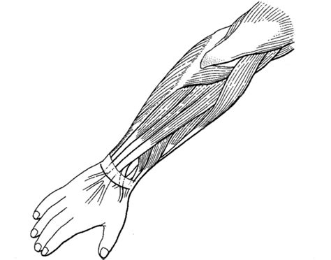Extensor Arm Muscles Quiz