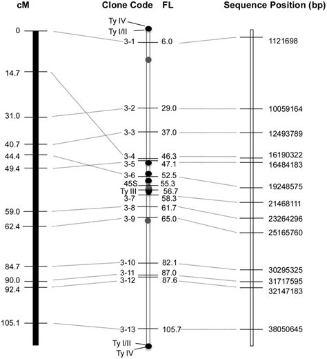 Integration Of Genetic Linkage Map Of Cucumber Chromosome 3 With Download Scientific Diagram