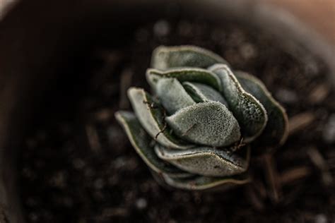 Crassula Ivory Pagoda Cactusandes