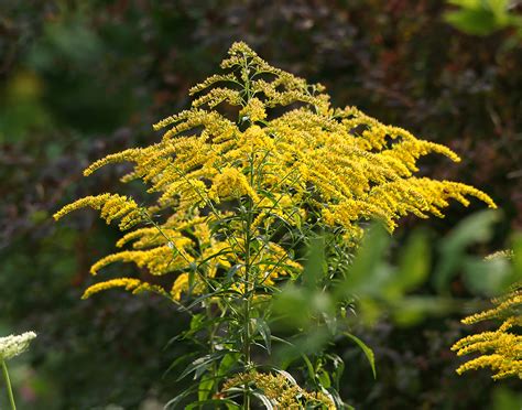 Золотарник канадский (Solidago canadensis)