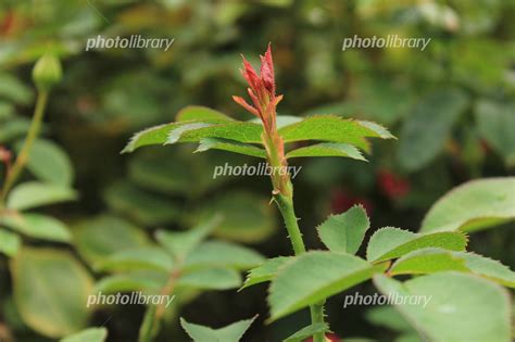 Photolibrary