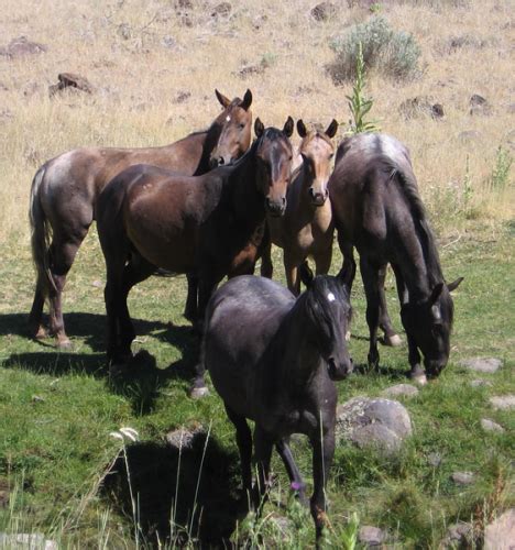 Horsemanship Think Like A Horse Rick Gore Horsemanship