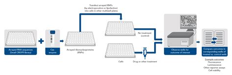 Introduction To Crispr Screening Idt