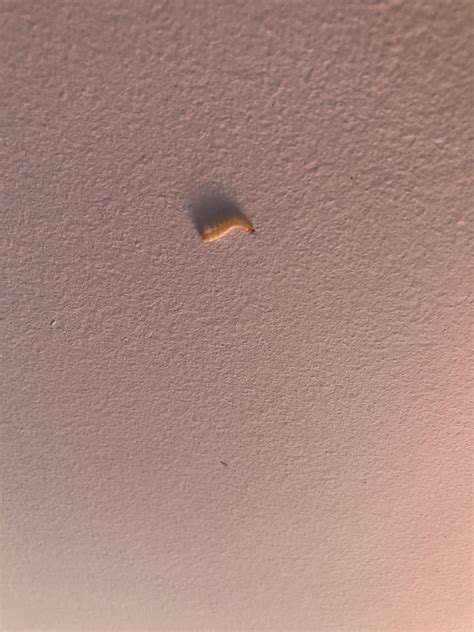 What Is This Worm On My Ceiling Rwhatsthisbug