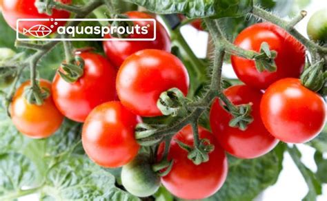 Tomatoes 101 Nutrition Facts And Health Benefits Artofit
