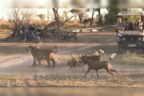 狮子妈妈带幼崽捕食，怎料碰上野狗大军，母狮单枪匹马大战野狗！